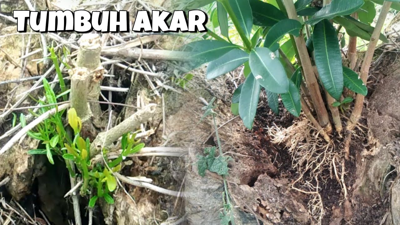 Cara mudah menumbuhkan akar pada pulai - YouTube