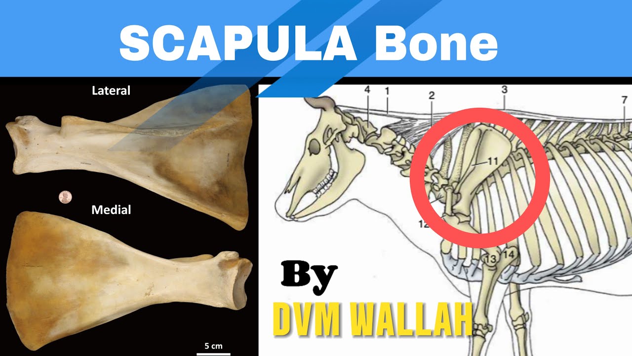 Scapula Bone Of OX | Animal Anatomy | DVM Wallah | #vet #anatomy #uvas ...