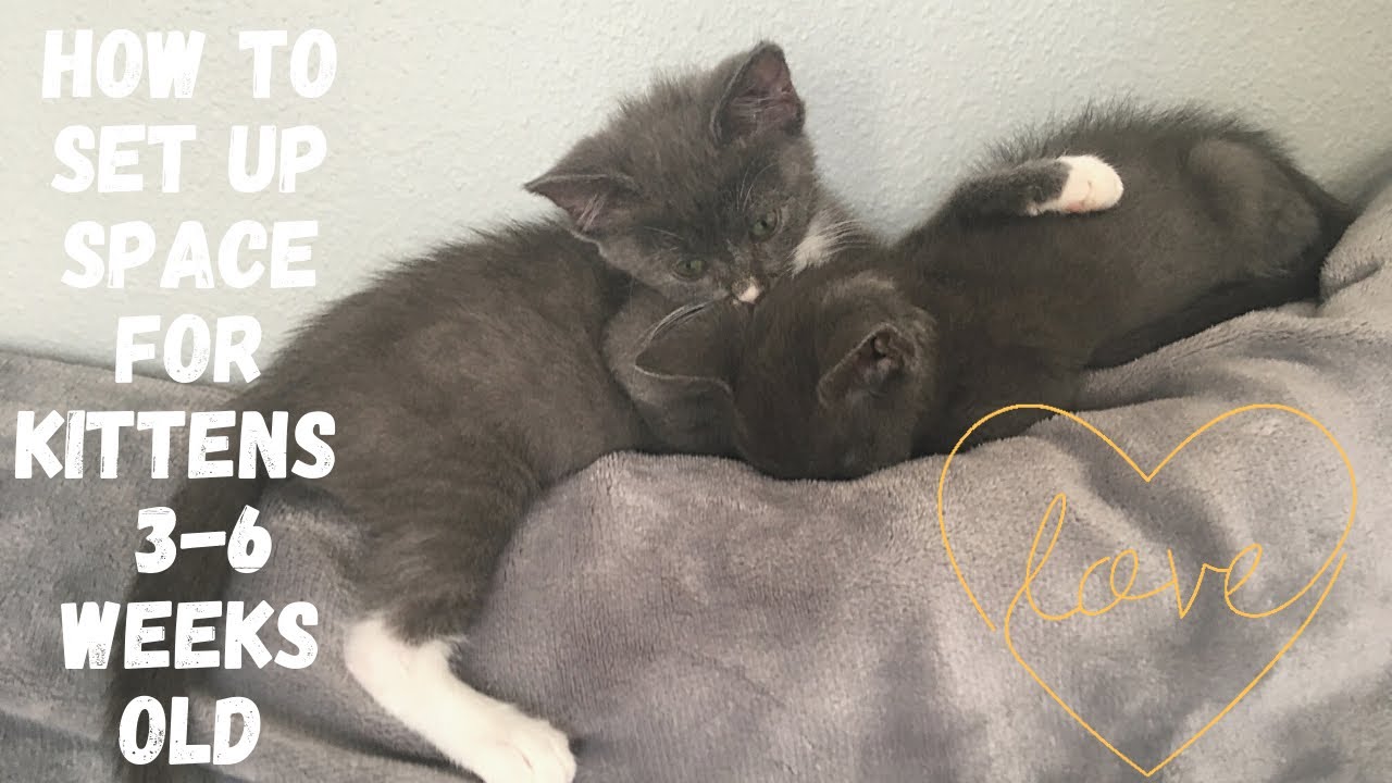 How To Set Up Space For Kittens 3-6 Weeks Old || Coastal Kitten Care ...