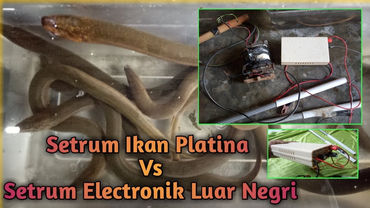 Setrum Ikan Platina vs Setrum Ikan Electronik - YouTube