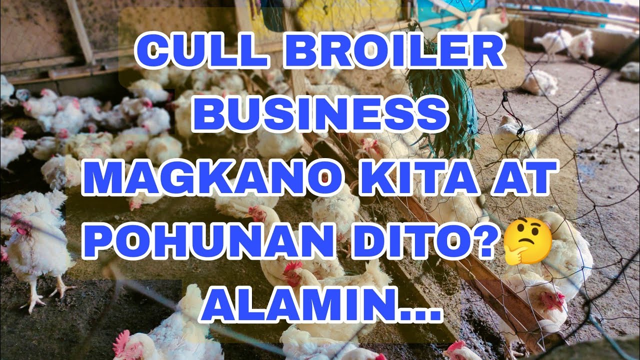 PAGBEBENTA NG CULL BROILER,MAGKANO NGA BA ANG KITA AT POHUNAN DITO🤔 ...
