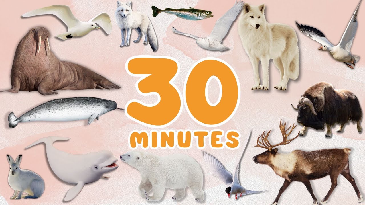 30 Minutes LEARN Polar Animals NAMES - YouTube