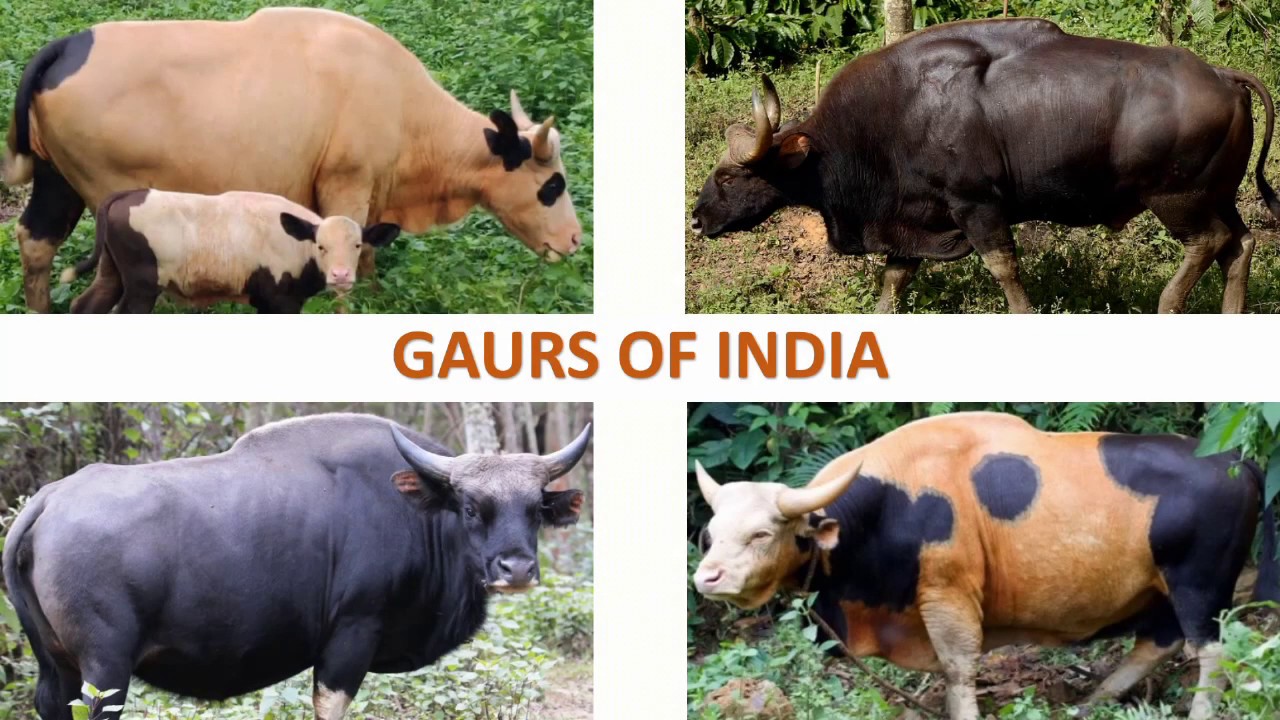 Gaurs of India 🇮🇳 | Livestock | Indian Animals - YouTube