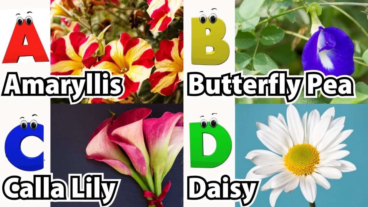 ABC Flowers Song | Alphabet Song | Learn English, Alphabets and Flowers ...