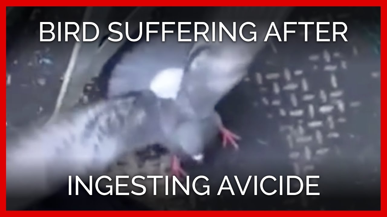 Bird Suffering After Ingesting Avicide - YouTube