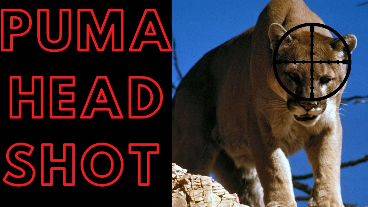 Puma head shot!!!(part 1) - YouTube
