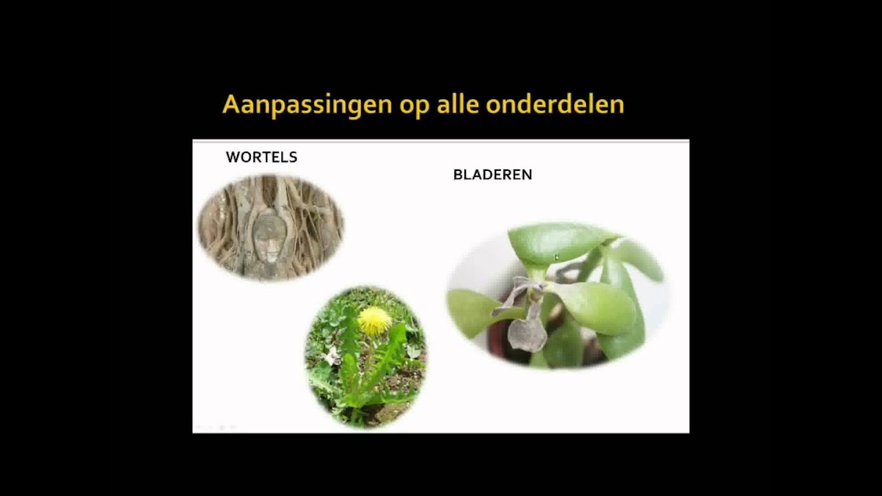 ecologie basisstof 7 aanpassingen bij planten avi - YouTube