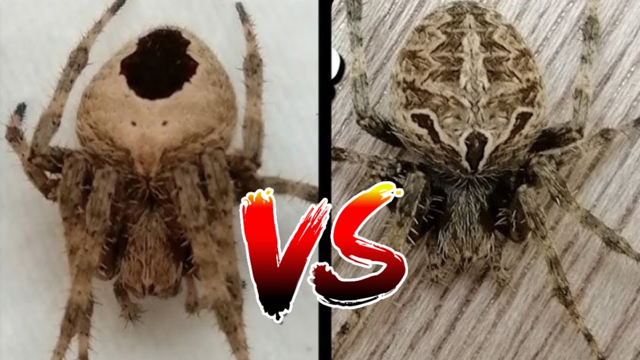 TALAAN VS TIGRE | RAMBLE GAGAMBA FIGHT 😱🕷️#gagamba #viralvideo # ...