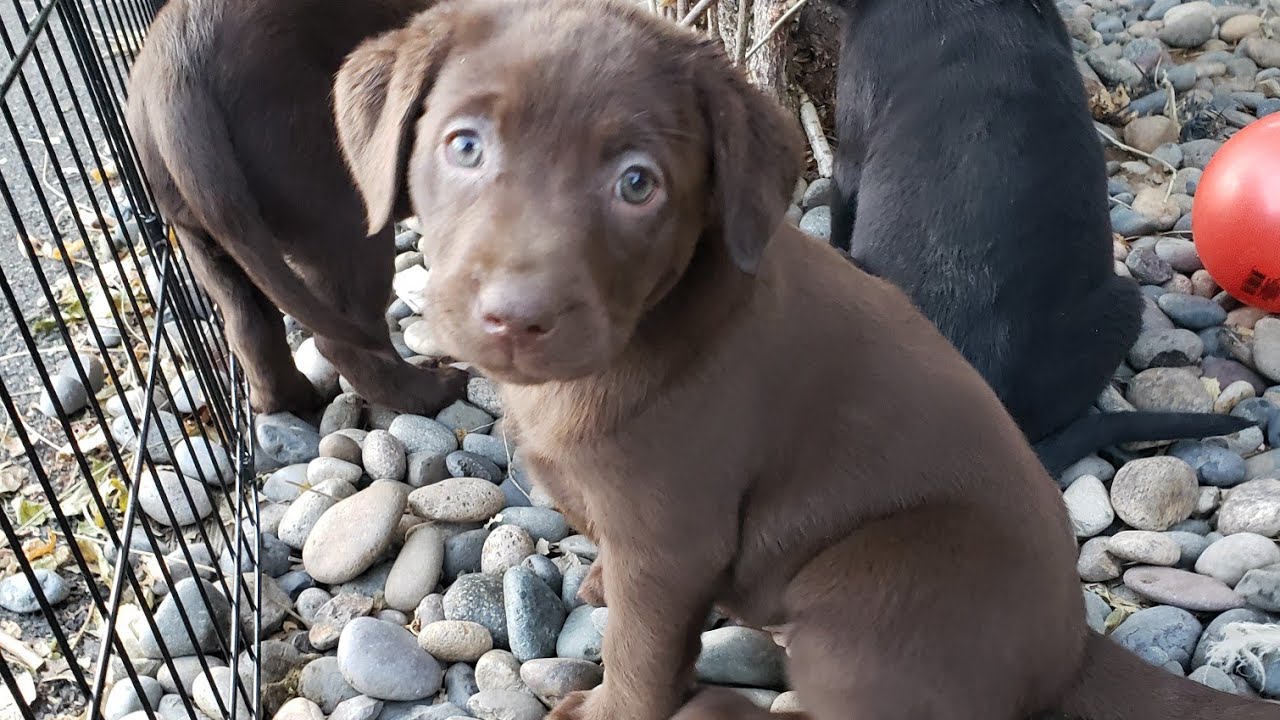My Lovely Lively Playful Puppy Goes on Her First Walk! - YouTube
