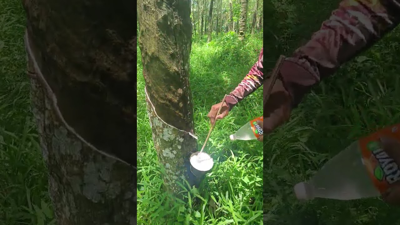 Cash Crops Rubber