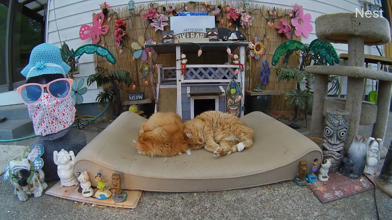 Feral cat flashback - Nap time with sweet Squinty & Skittie Kitty My ...