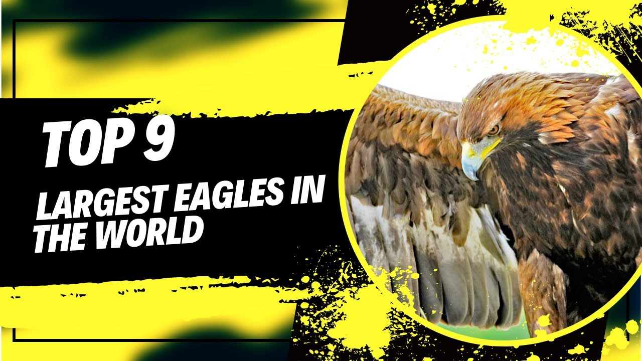 Top 9 Largest Eagles in the World - YouTube