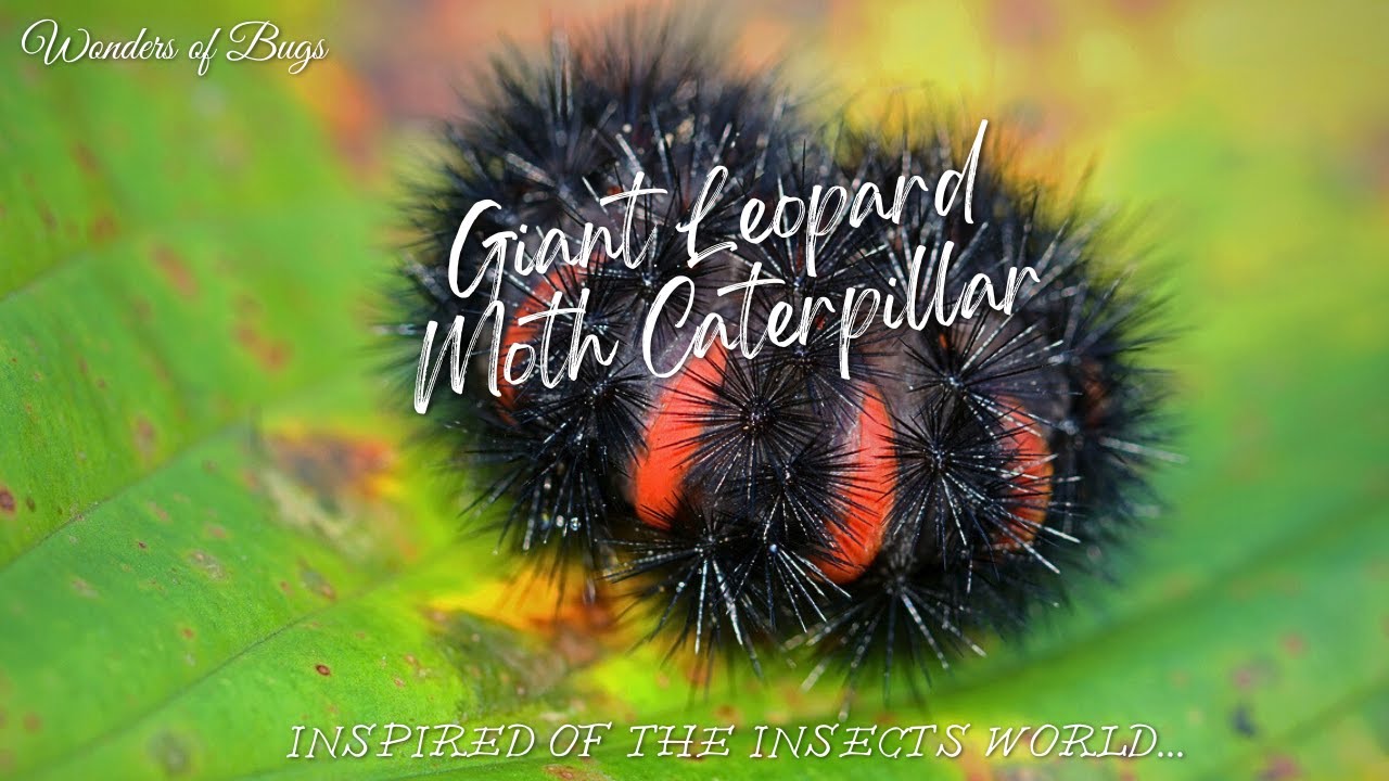 Giant leopard moth caterpillar 🐛 | INSECTS FOR KIDS Learning | Nature ...