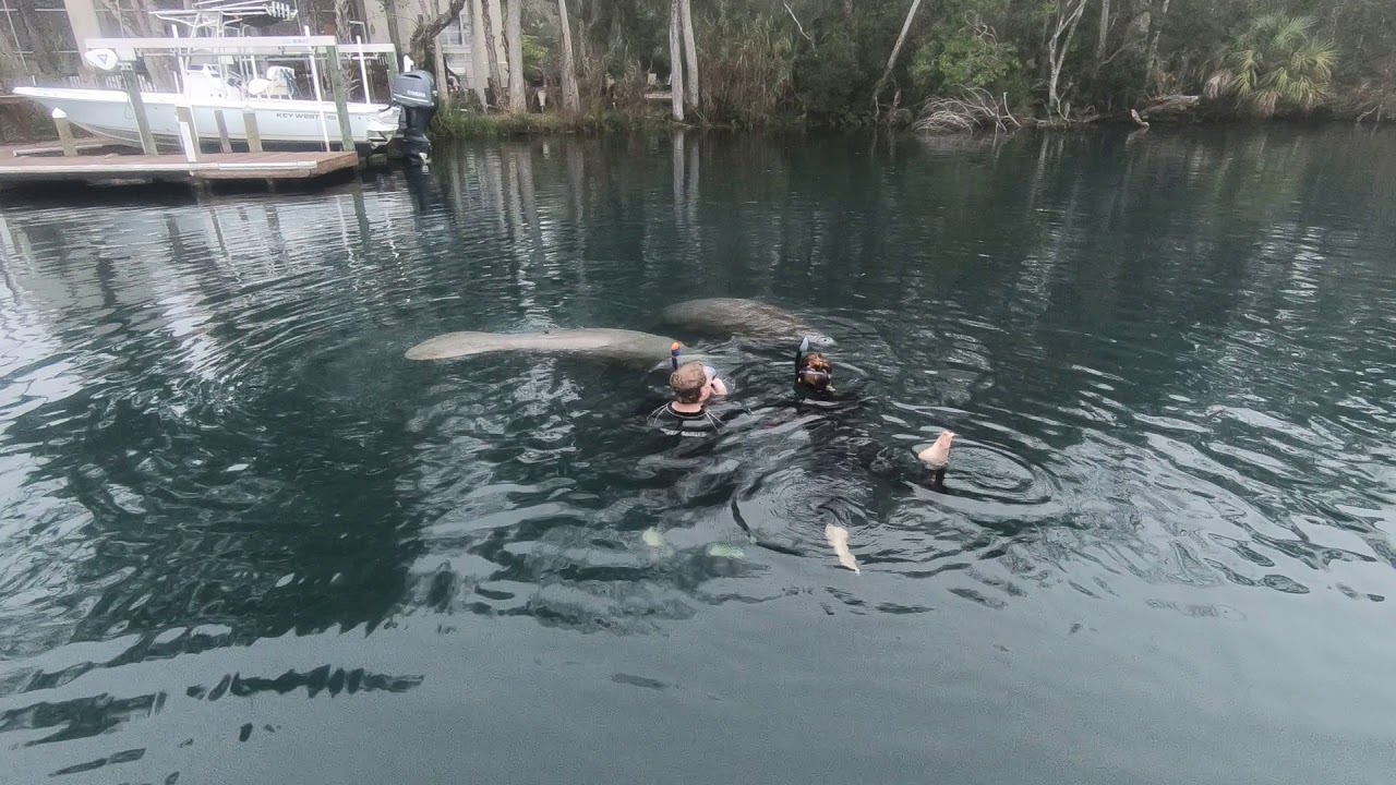 Manatee Belly Rubs! - YouTube