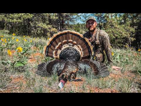 Hunting Public Land Merriam's Turkeys! (It got WILD!)