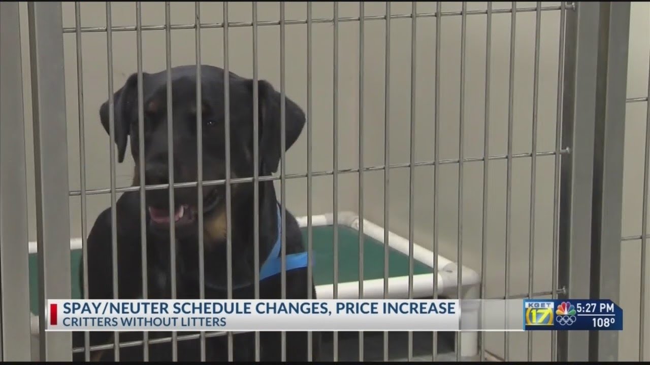 Critters Without Litters announces changes to spay, neuter program ...