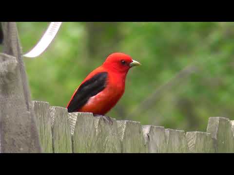 SCARLET TANAGER AND RED SQUIRREL in Gary Indiana - YouTube