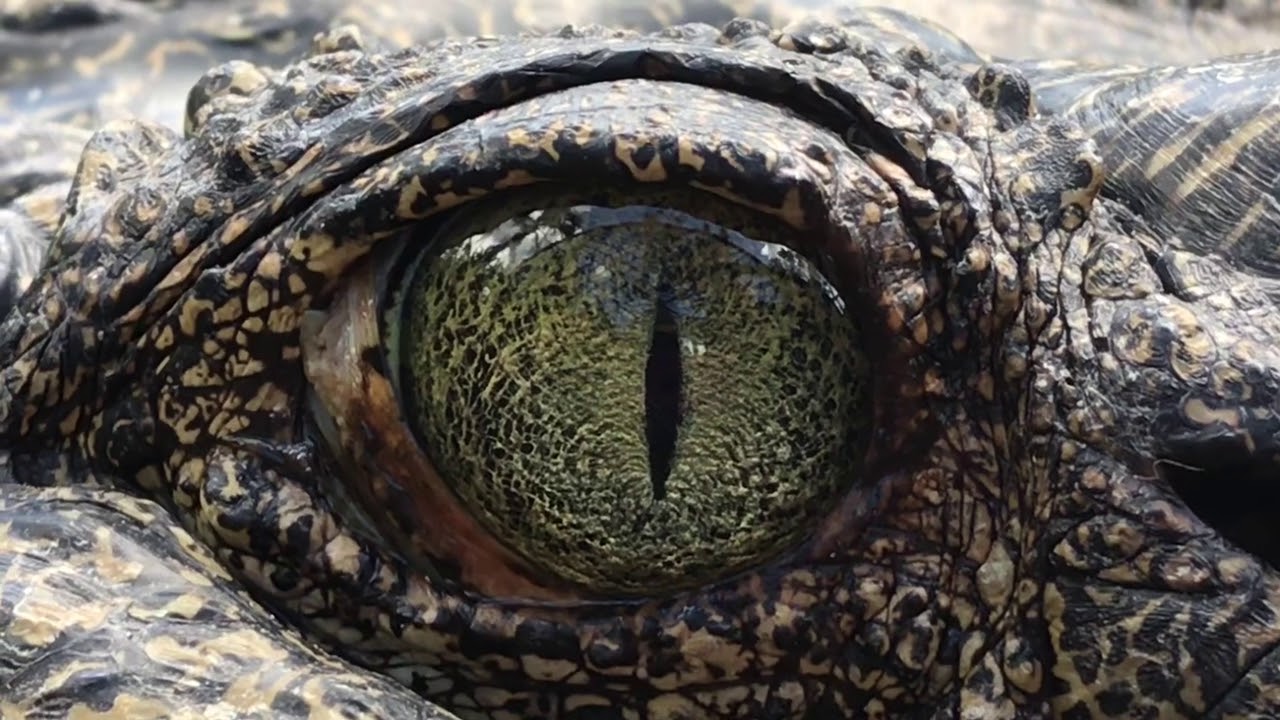 Spring Break with Alligators & Crocodiles! - YouTube