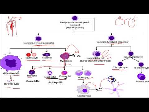 dendritic cell origin and maturation - YouTube