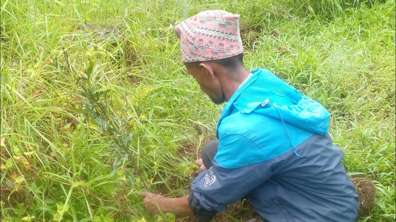 Timur plantation at Hattisudhe || 350 plants a day | - YouTube