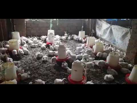 Update on the one of the livelihood project to help self sustainanc ...