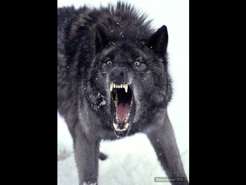 Kurt yürüyüşü ve inanılmaz taktiği