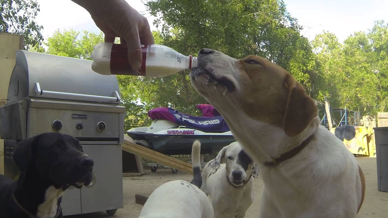 Crystal drinking milk She has dog pox or marks a pox. - YouTube