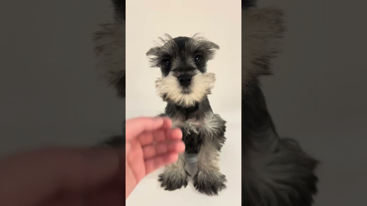 XO PUPS | Puppies For Sale in Virginia