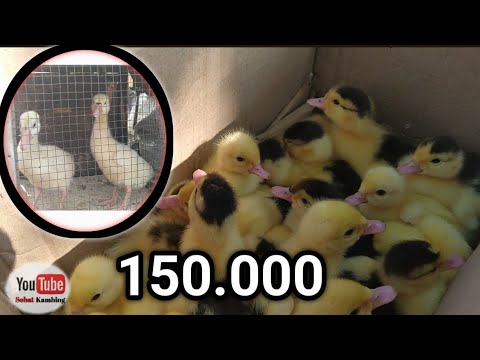 Harga anakan entok segala usia || dan anak angsa || sobat k - YouTube