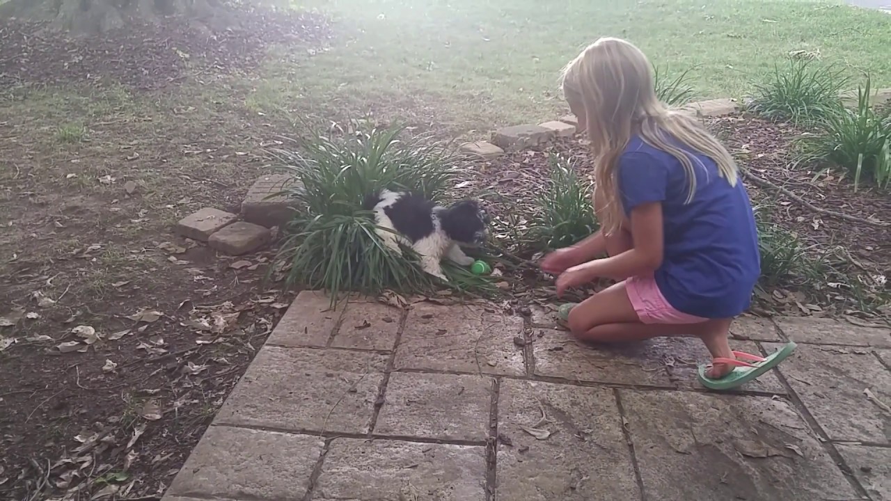 Playing fetch - YouTube