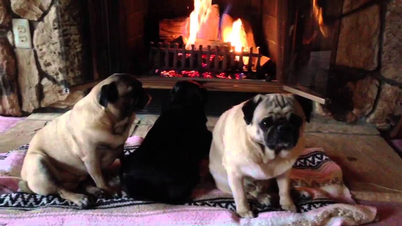 Pugs by fireplace - YouTube