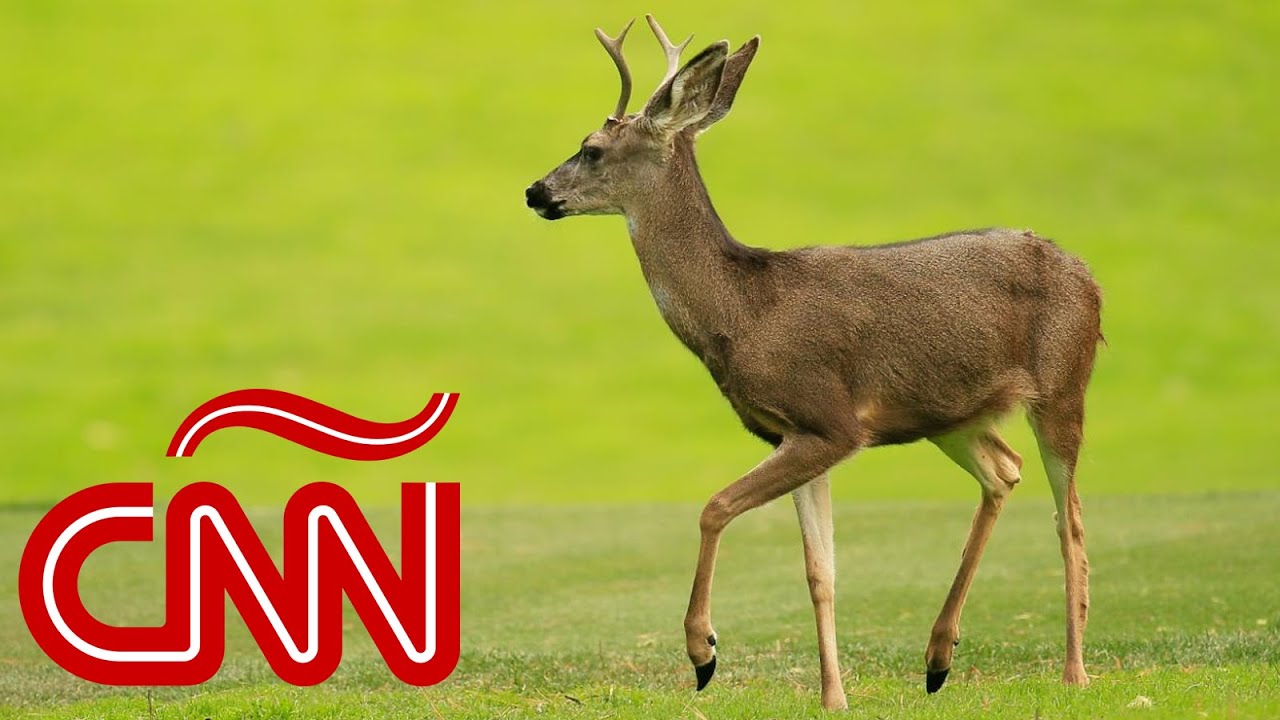 Ciervos "zombis" en EE.UU.: Nevada advierte a los cazadores sobre esta ...