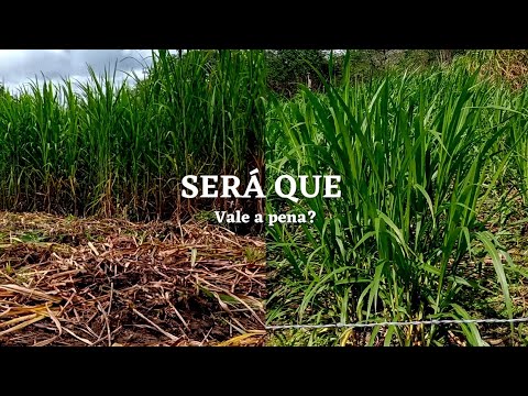 5 MOTIVOS PRA PLANTAR CAPIAÇU - O CAPIM ELEFANTE DA EMBRAPA - YouTube