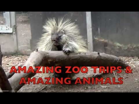 AMAZING ZOO TRIPS & AMAZING ANIMALS (Part 5) - YouTube