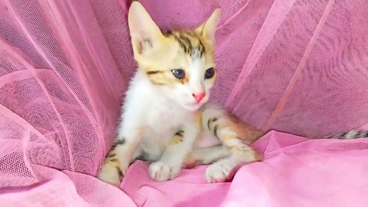 बाल बाल बच्चे बिल्ली के बच्चे की जान 😰 || cat vlog || CUTE BABY CAT 😺 || MR X BABA 01 PRESENT ...
