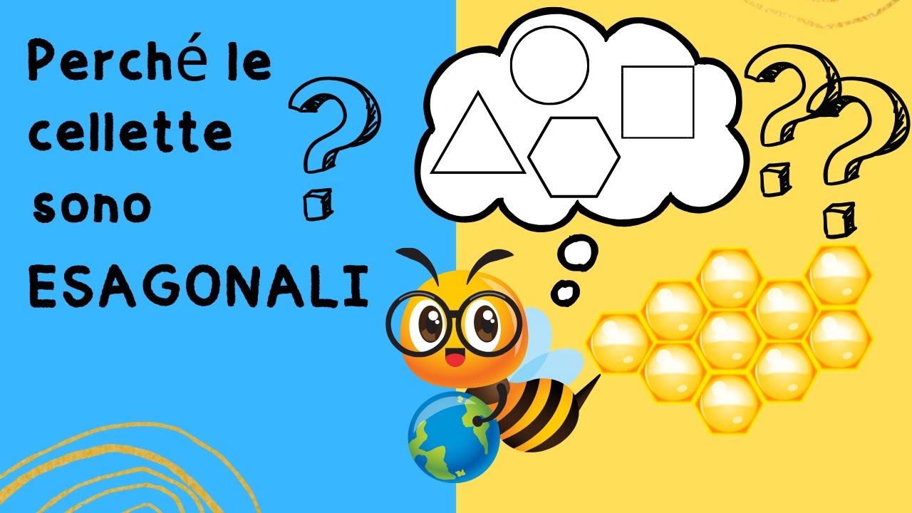 Perché le cellette delle API sono esagonali? 🍯🐝🐝🐝 - YouTube
