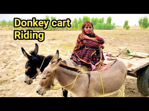 Donkey riding//Donkey riding funny video//Donkey riding girl in ...
