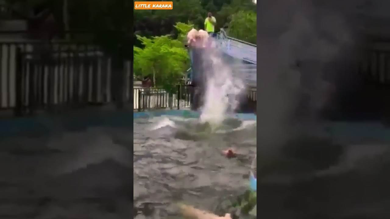 hog jumping in the pool😁😁#shorts - YouTube
