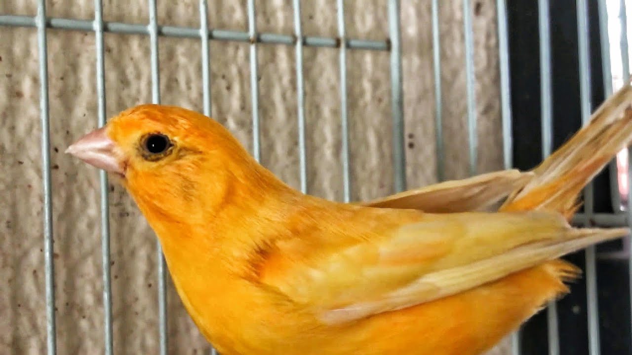 Very beautiful Yellow Canaries big Size😍plz help us & sub to our ...