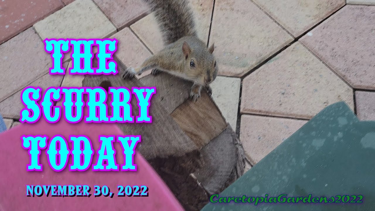 The Scurry Today - YouTube