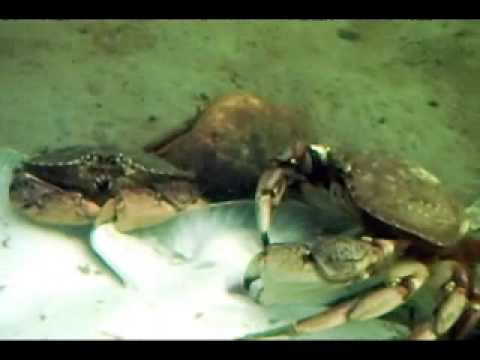 Crabs Vs Stingray in Cape Cod Bay. - YouTube