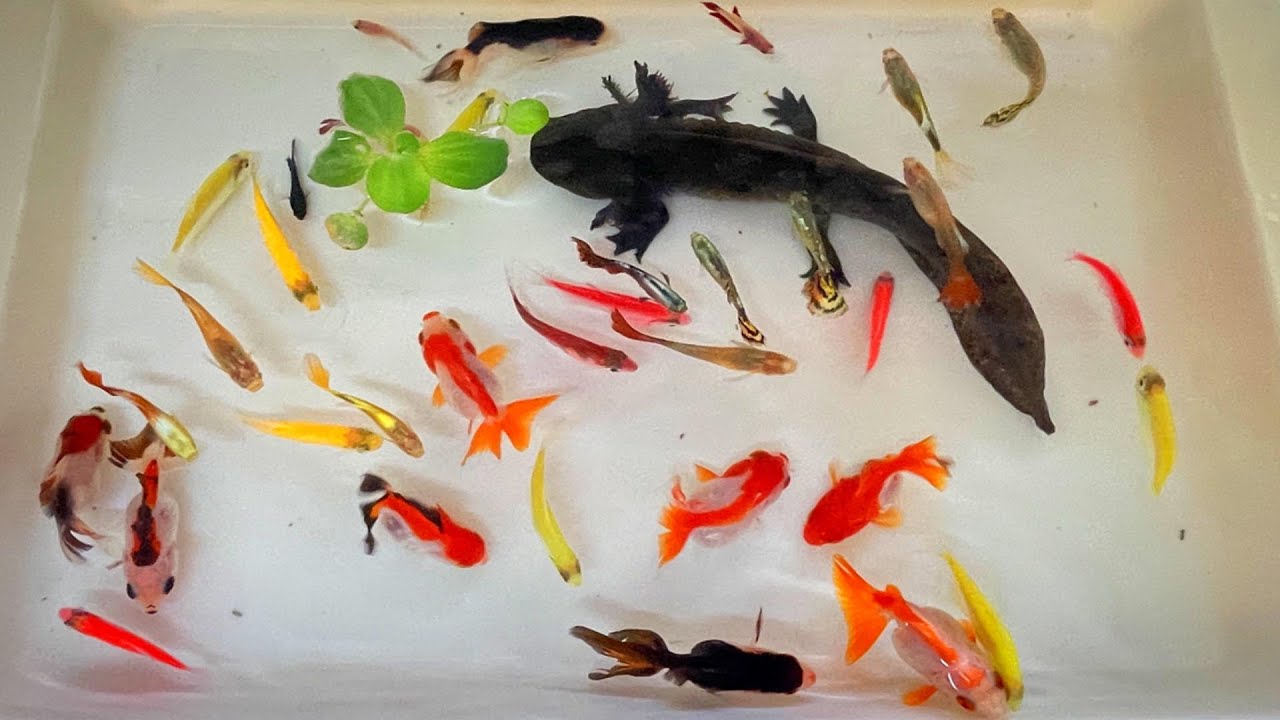 Catch Beautiful Ornamental Fish, Axolotl, turtle, Betta, Tetra, Radtang ...