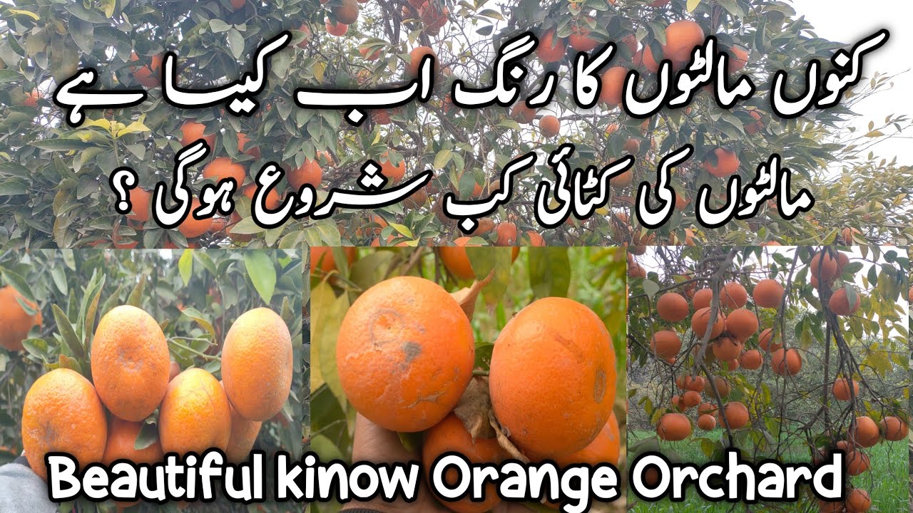 Beautiful kinow Orange Orchard || kinow Ki ktaiy kB shoro hogi || Life ...