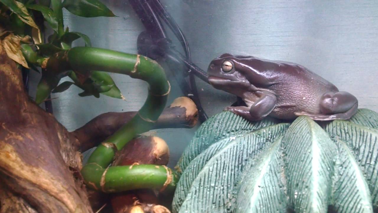 Dumpy tree frogs eating - YouTube