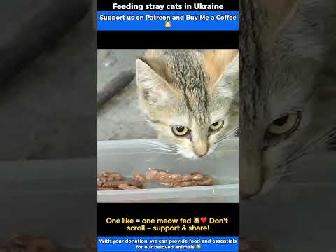 Feeding stray cats in Ukraine #cat #adoptstrays #kitten #cute #animals #kitty #straycat #cuteanimals