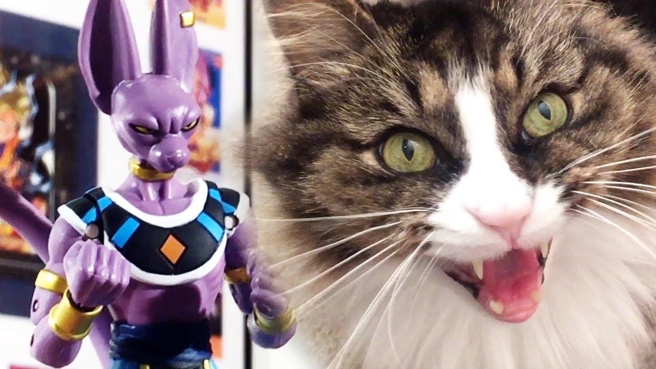 CAT FIGHT | Beerus vs Max | Unboxing Bandai of America Gifts - YouTube