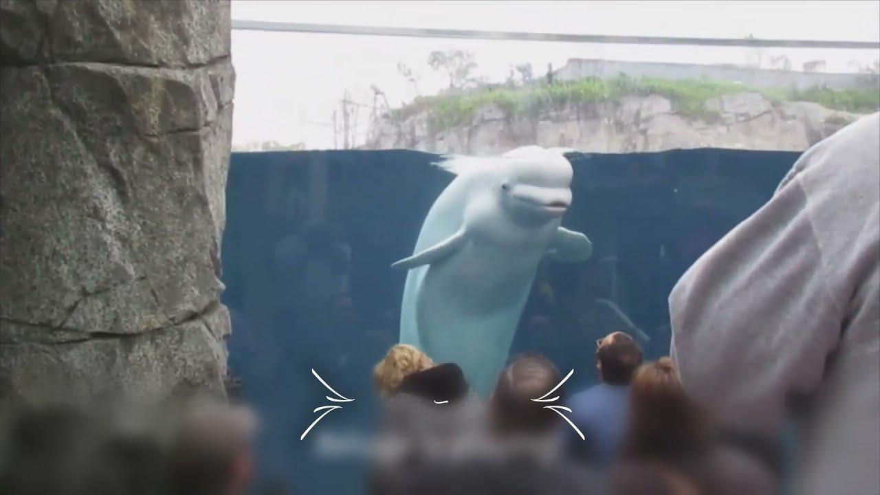 Beluga Whale is playing and dancing #shorts - YouTube