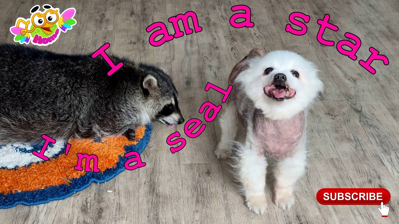 The dog Lucia wants to be photographed and is ready to pose all day ...