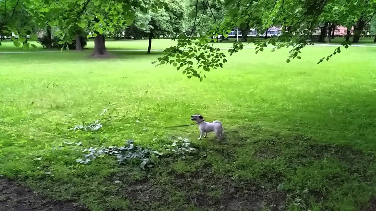 Funny Hyper Dog Jumping On The Tree - YouTube