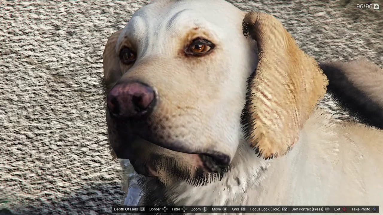 GTA V: Labrador With Rabies - YouTube